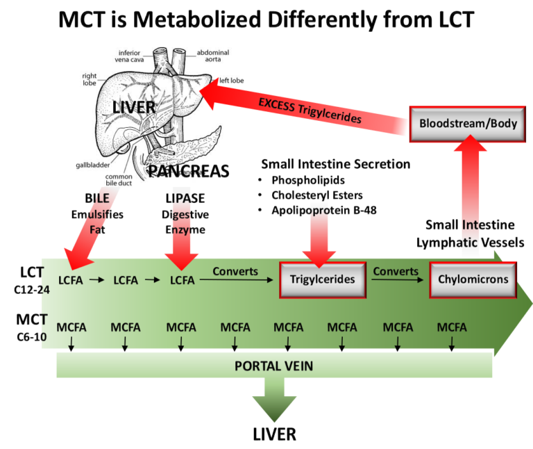 5 Health Benefits of MCT Oil Powder | Functional Strength
