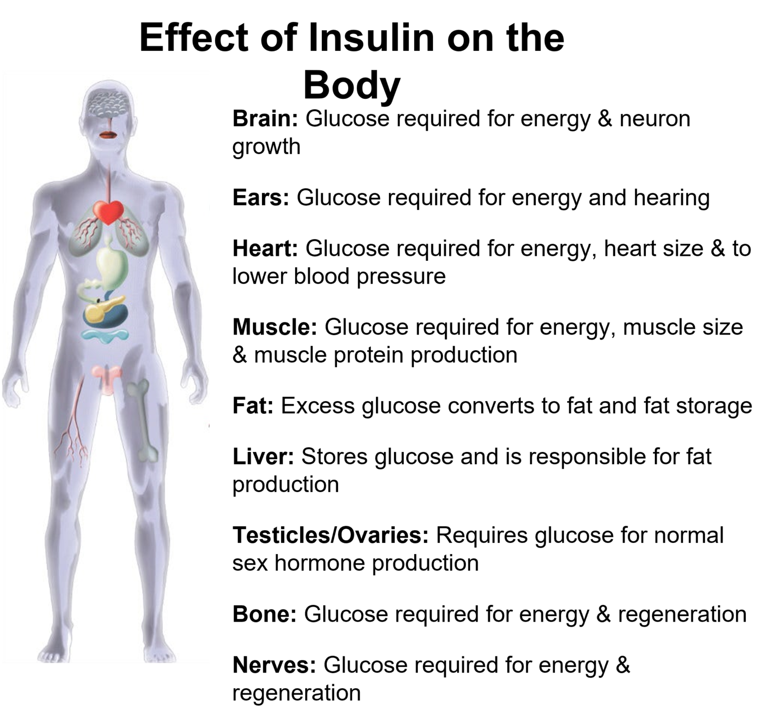 Effect of Insulin on the Body | Functional Strength